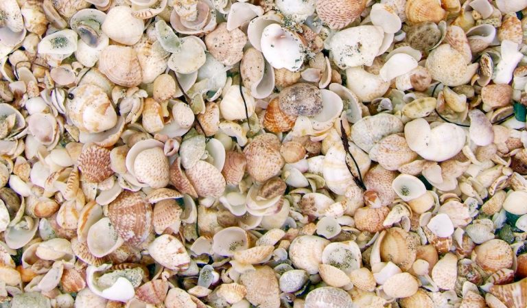 How to Clean Seashells After Your Beach Trip | SheBuysTravel