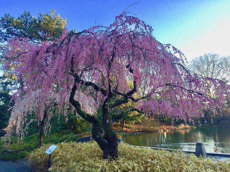 Best NYC Cherry Blossom Spots for Great Photos | Best Cherry Blossoms ...