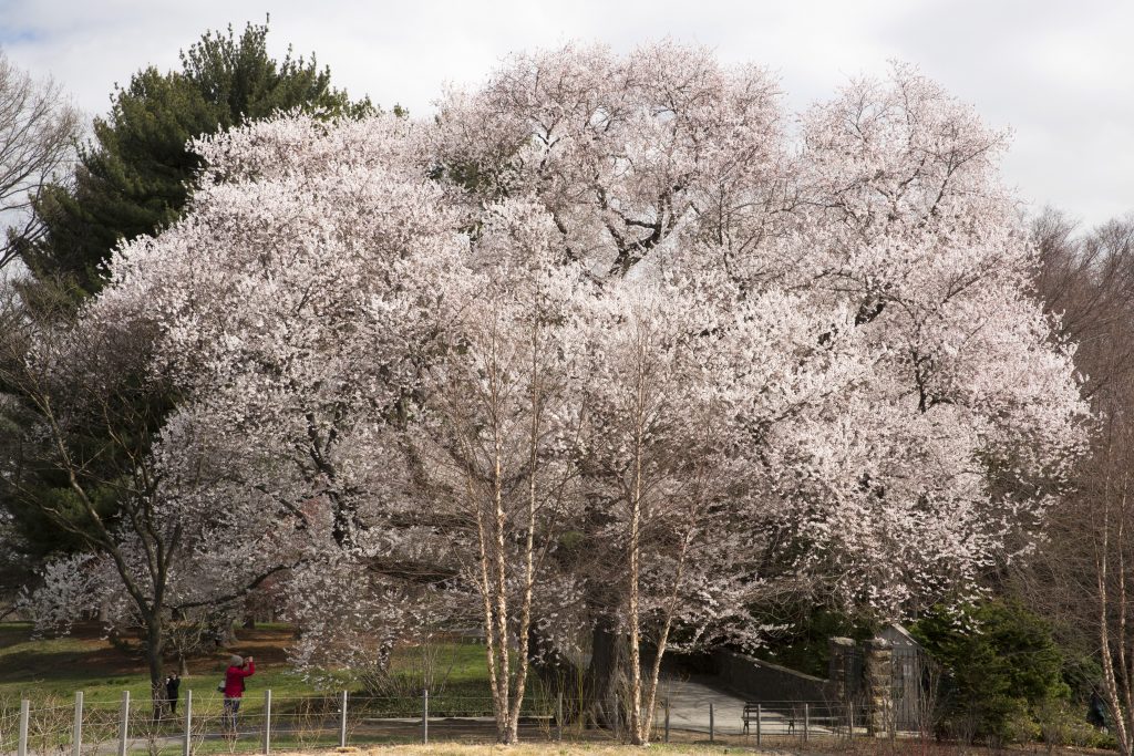 Best NYC Cherry Blossom Spots for Great Photos | Best Cherry Blossoms ...