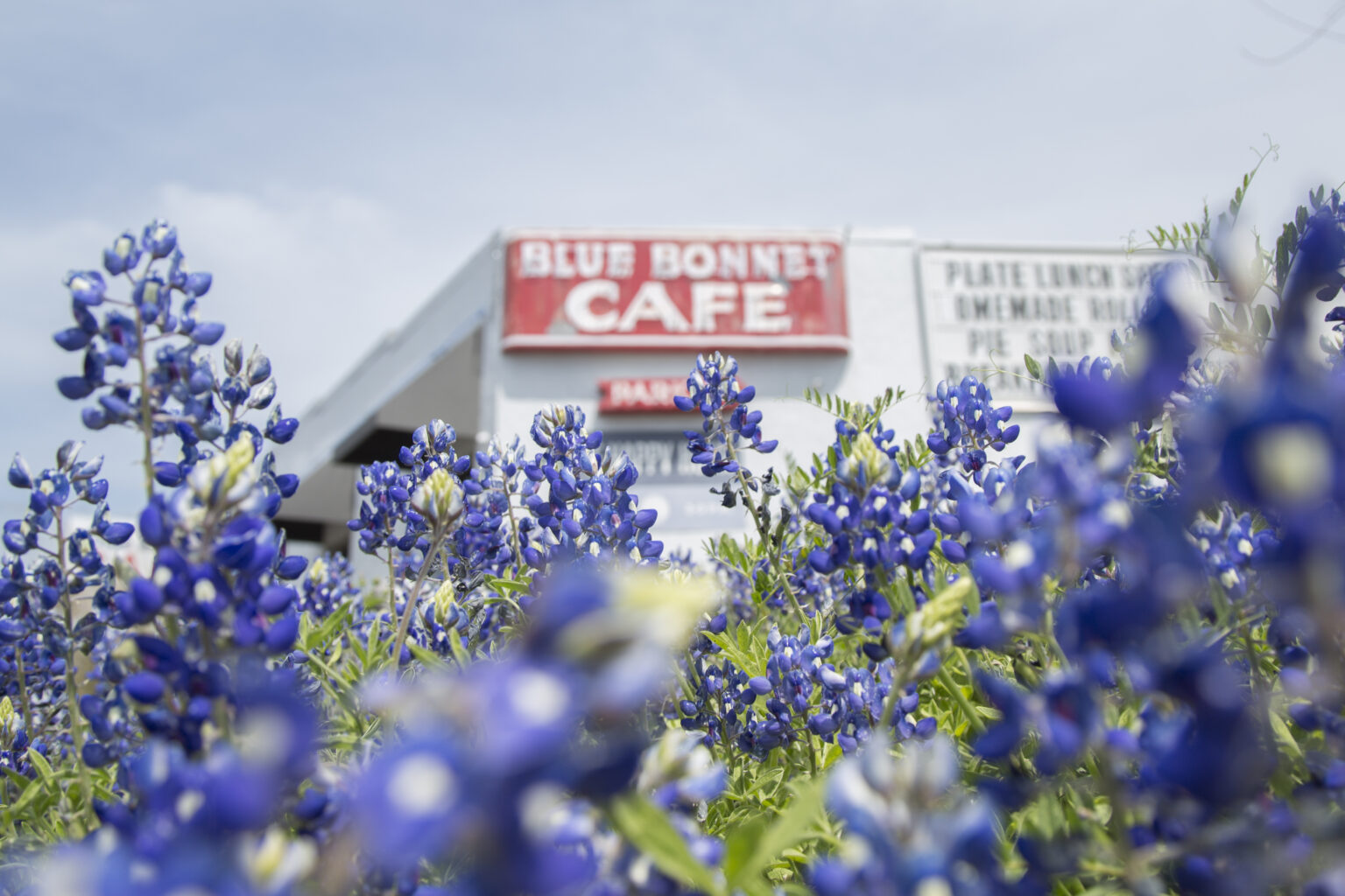 Best Spots to See Texas Bluebonnets in 2025