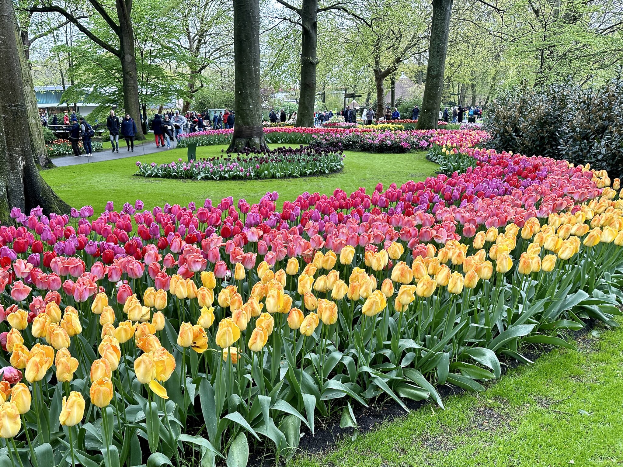 Keukenhof Garden: Essential Tips for Visiting the Dutch Tulips ...