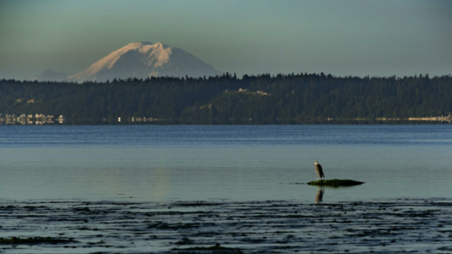 Things to Do in Camano Island WA: Exploring Beaches and Farmland