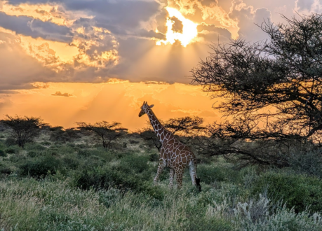 Capture Kenya African Safari: An Unforgettable Adventure | SheBuysTravel