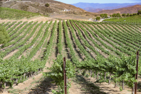 Favorite Wineries Temecula: Your Next Wine Adventure | SheBuysTravel