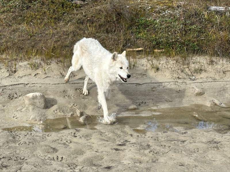 Walking with Wolves in British Columbia: An Adventure | SheBuysTravel
