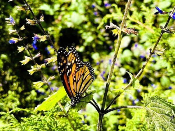 Monarch Butterfly Biosphere Reserve and its Wonders | SheBuysTravel